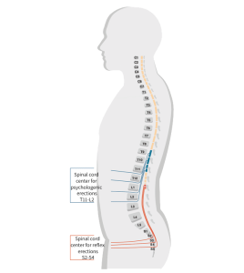 How Does a Spinal Cord Injury Affect Erectile Function? - Vertica®